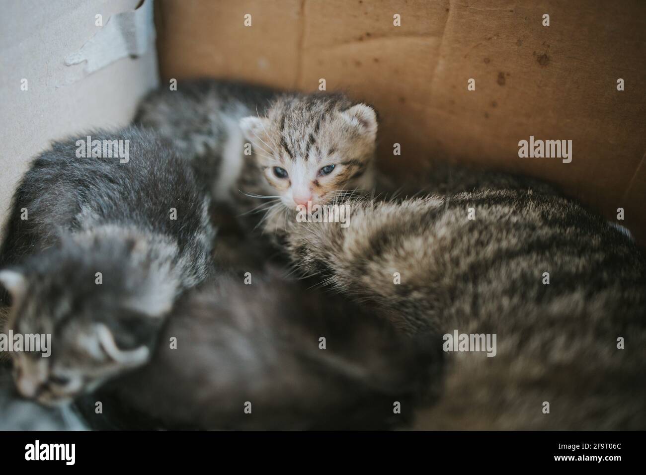 Selective focus shot of an adorable cute newborn kitten in a cardboard ...