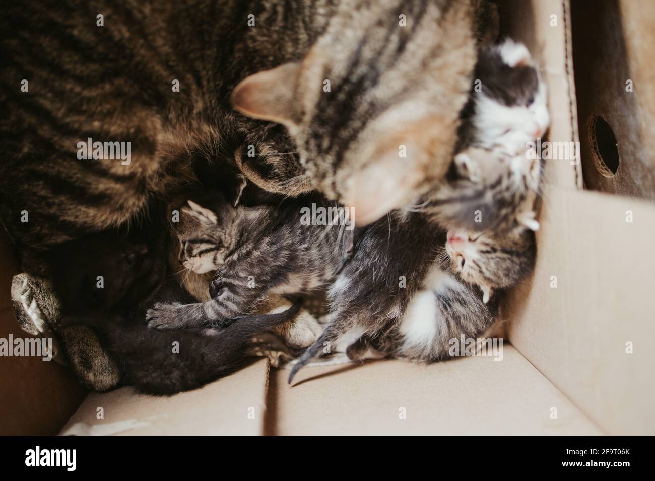 Overhead shot of a mother cat and her kittens cuddling in a box Stock ...