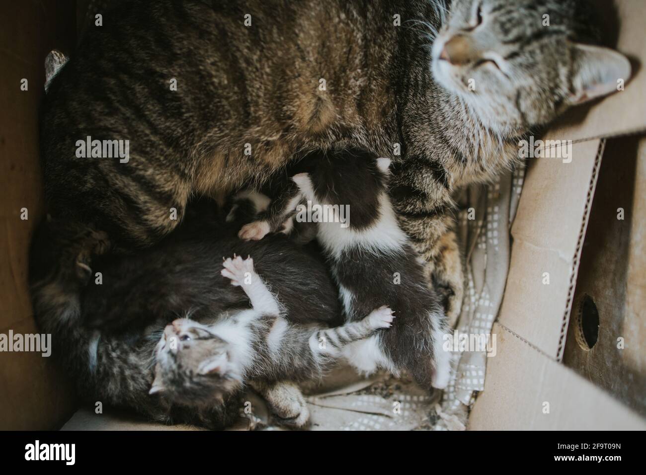 Top view of a sleepy mother cat taking care of her adorable newborn ...