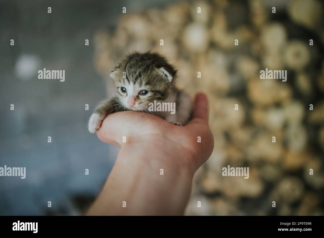 Closeup shot of a little kitten sitting in the palm of someone's hand ...