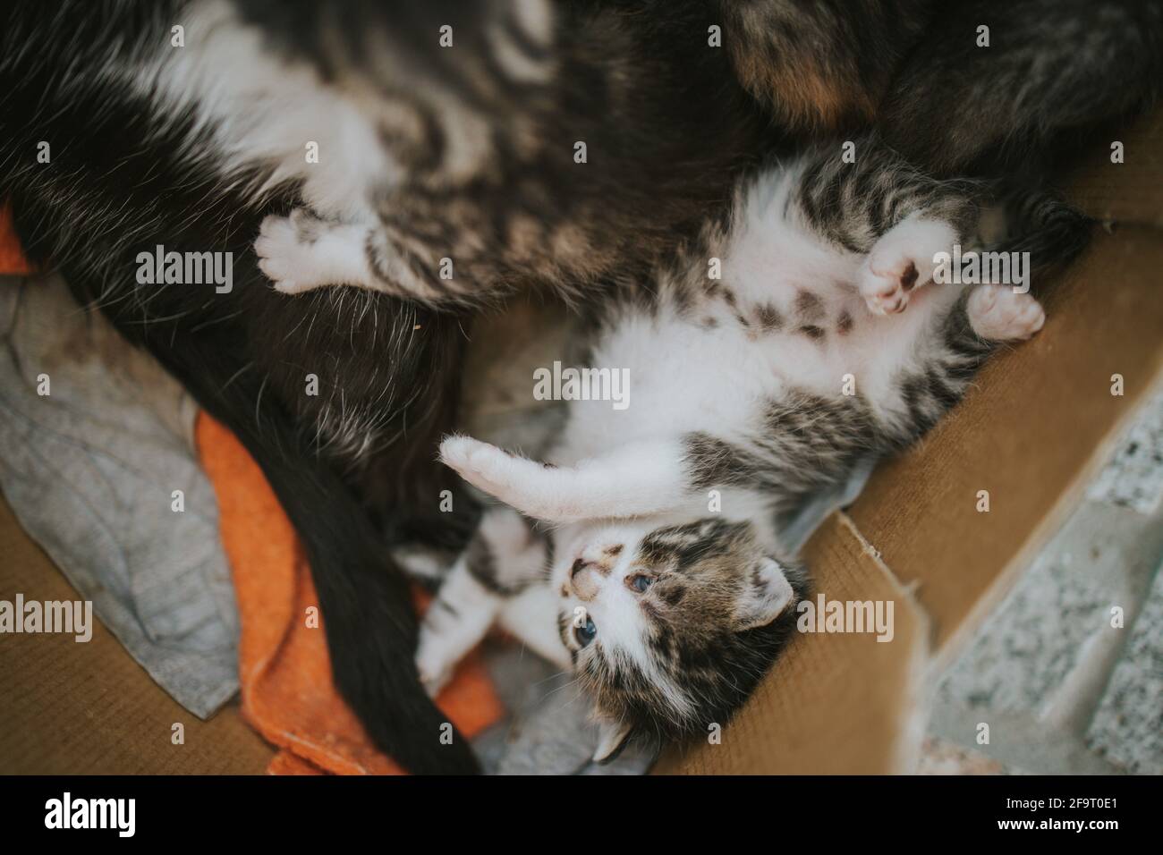 Closeup of an adorable kitten near its mother in a cardboard box Stock ...