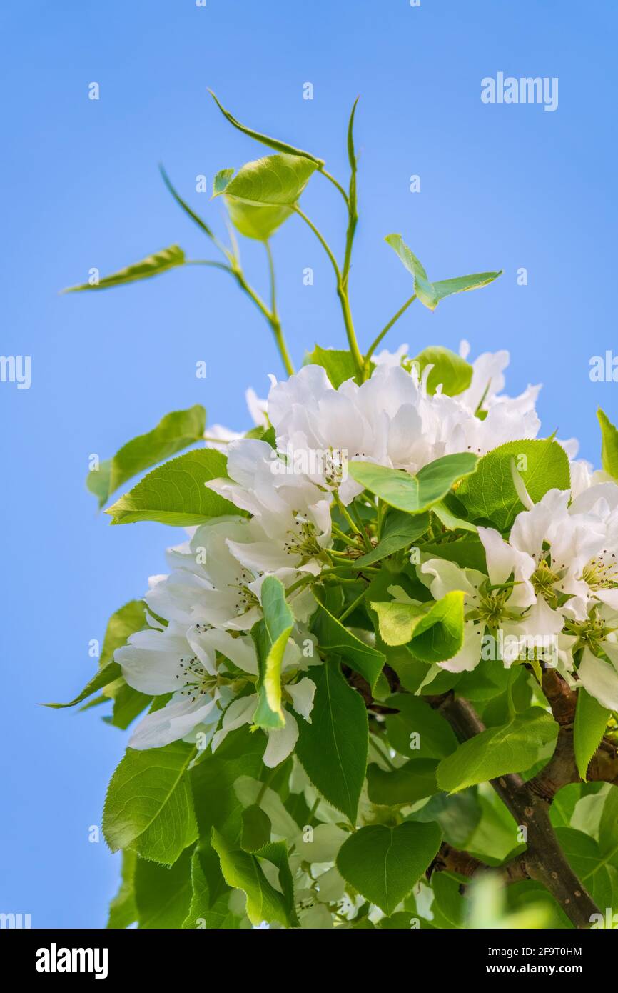 Apple tree branches with white flowers on a background of blue clear ...