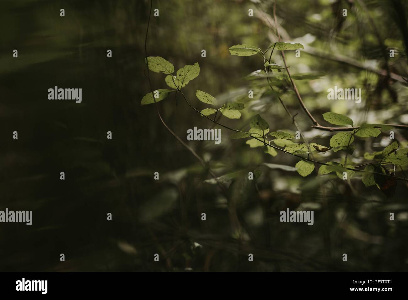 Selective focus shot of a tree branch with tiny green leaves in the ...