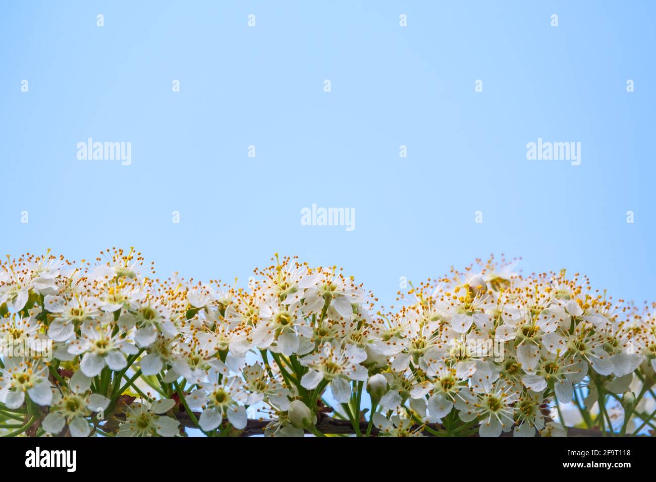 White cherry flowers on blue skt background. The branches of a ...