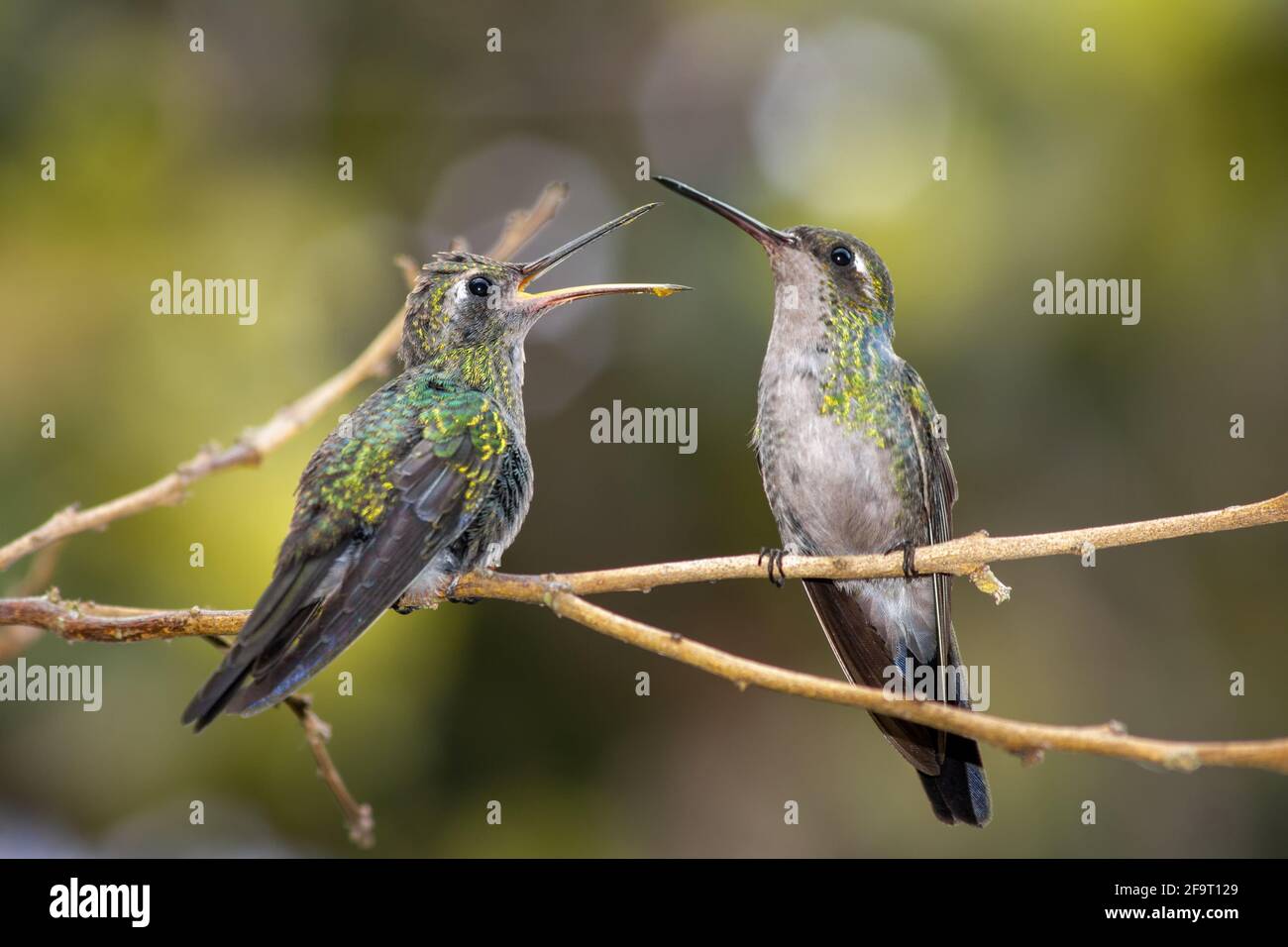 Young bee hummingbird on a tree branch in a sunny forest, waiting for ...