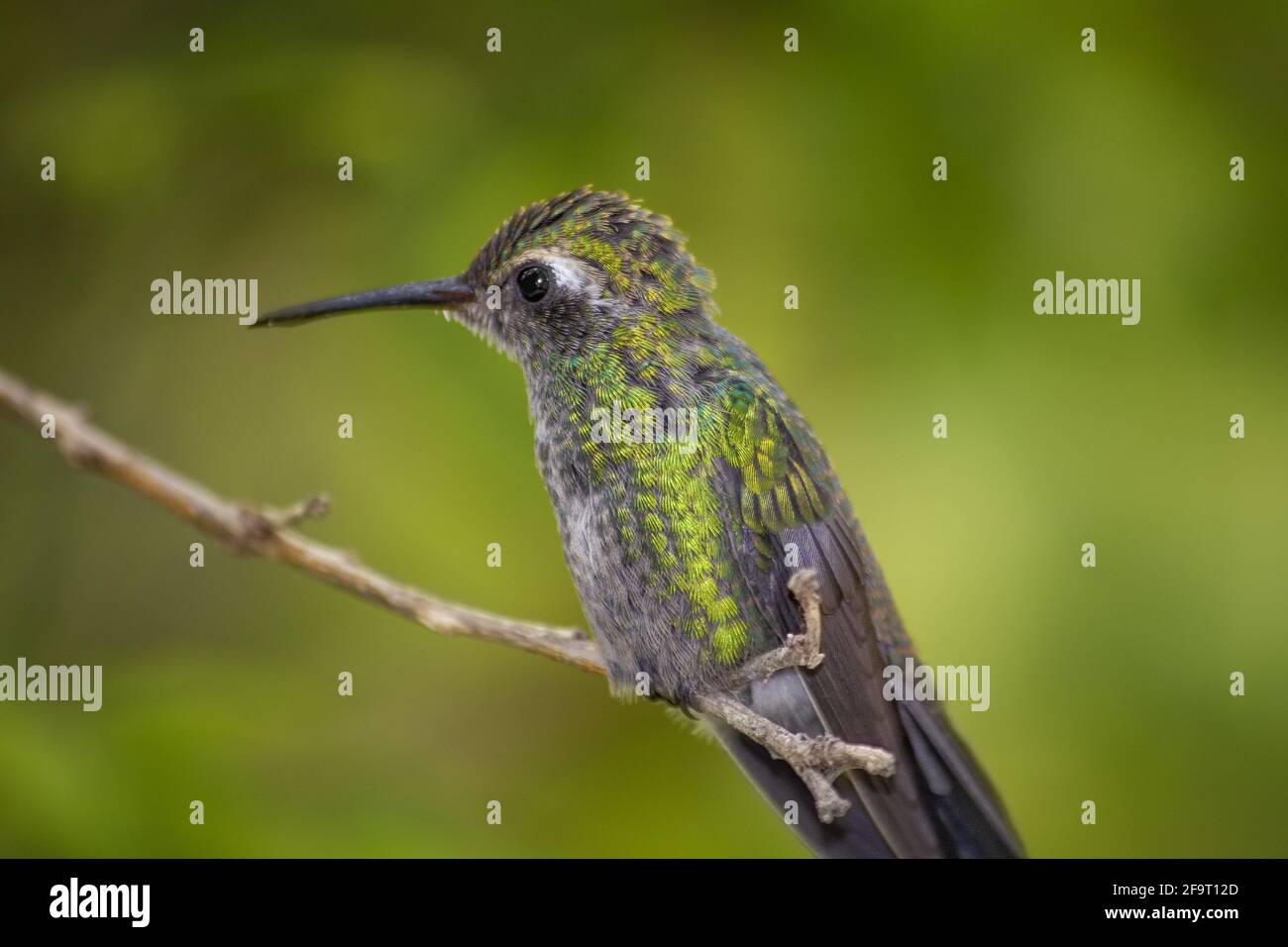 Closeup shot of a hummingbird perched on a tree branch Stock Photo - Alamy