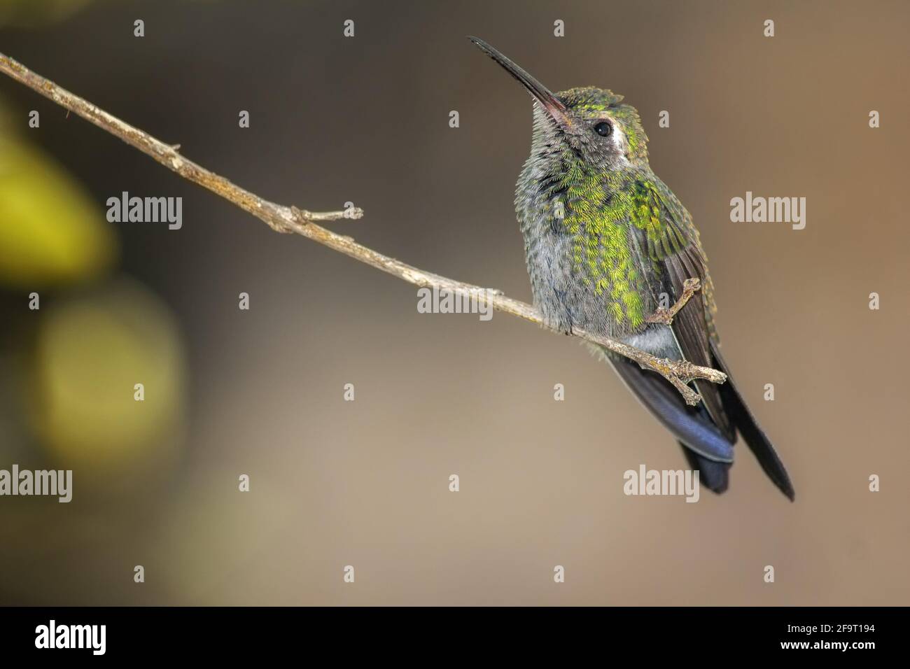 Closeup shot of a hummingbird perched on a tree branch Stock Photo - Alamy