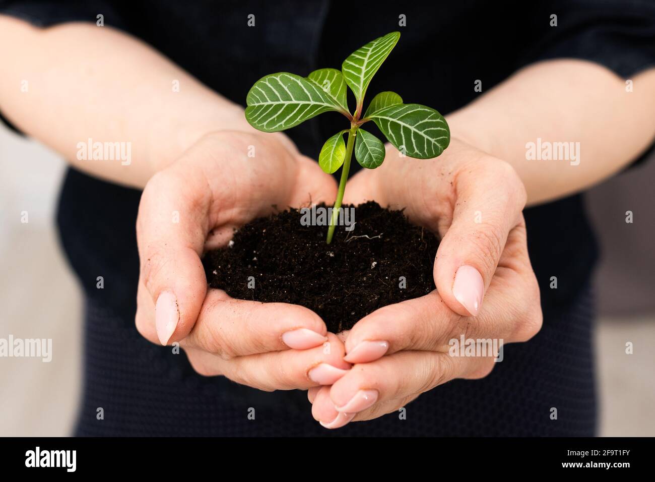 Hands holding young green plant, on black background Stock Photo - Alamy