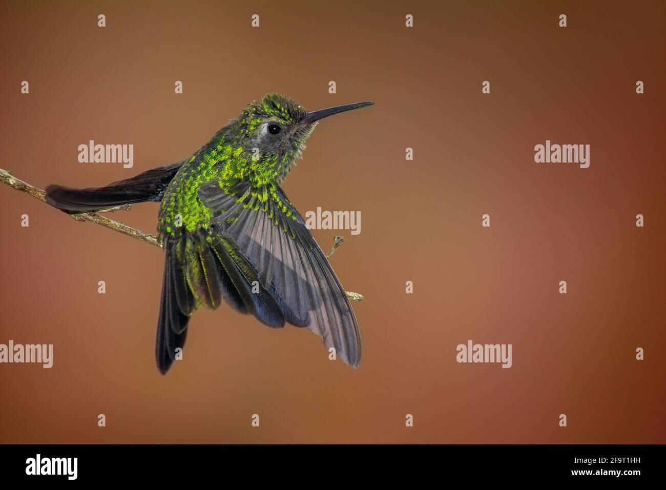 Hummingbird perched on a tree branch Stock Photo - Alamy