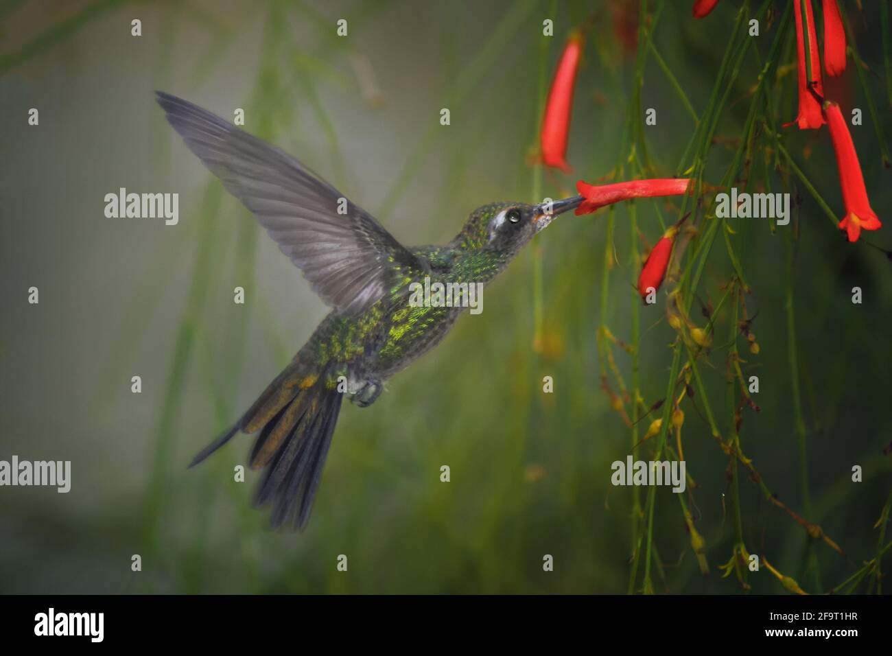Enthusiastic bee hummingbird in flight, picking at firecracker plant ...