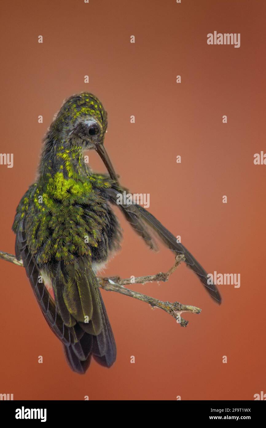 Vertical shot of a green bee hummingbird scratching its feathers at the ...