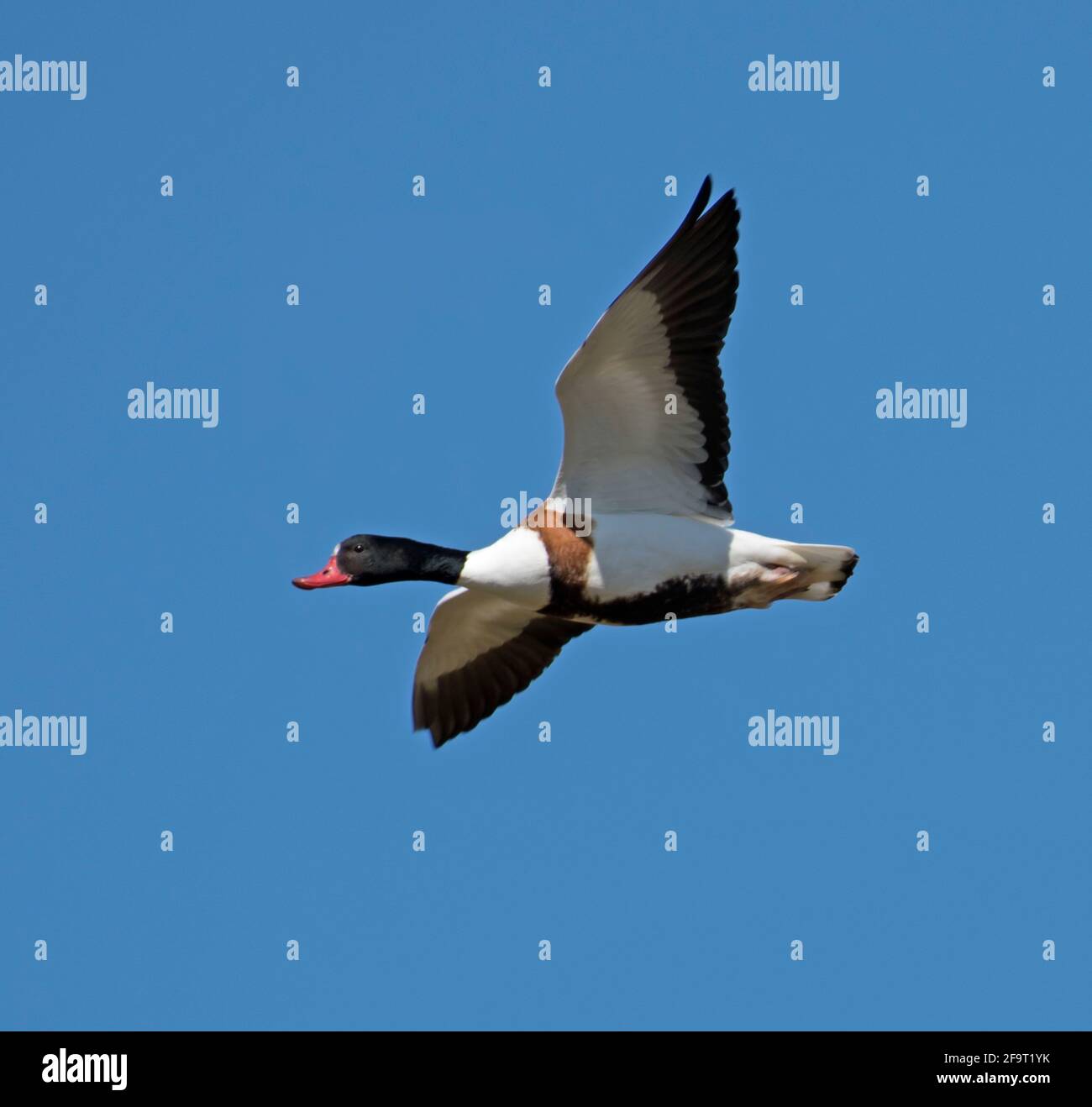 Shell duck hi-res stock photography and images - Alamy