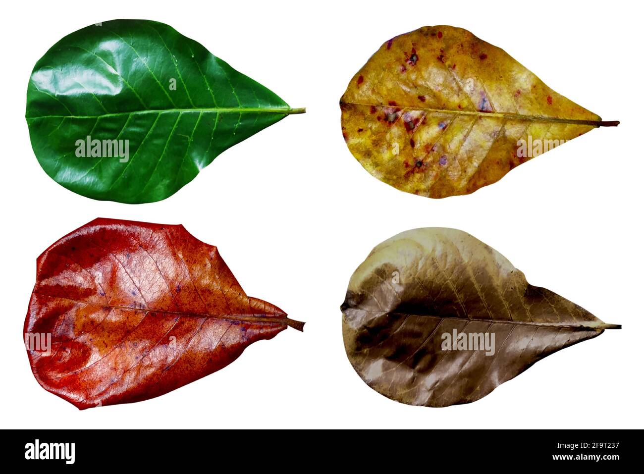 Indian Almond Leaves