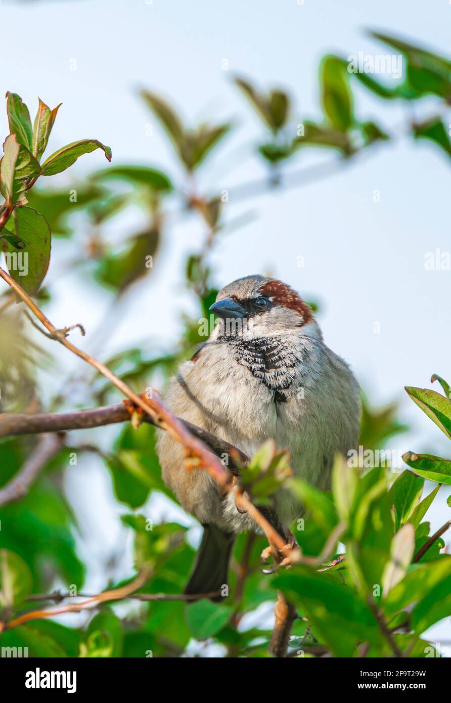 A male House Sparrow (Passer domesticus) a common garden bird sitting ...