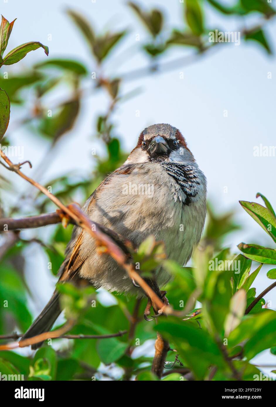 A male House Sparrow (Passer domesticus) a common garden bird sitting ...