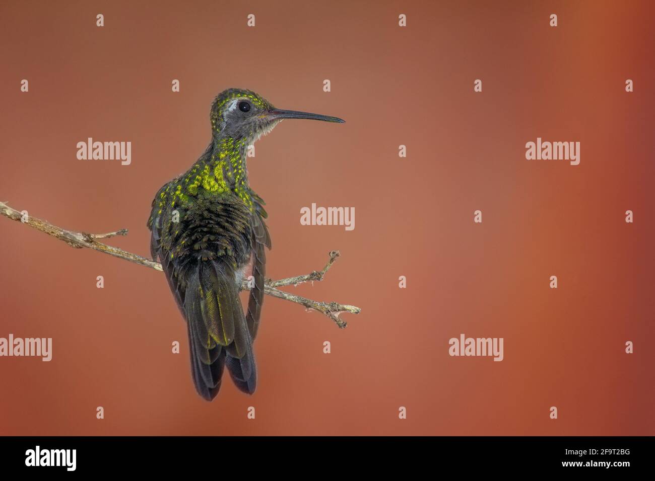 Hummingbird perched on a tree branch on coral background Stock Photo ...