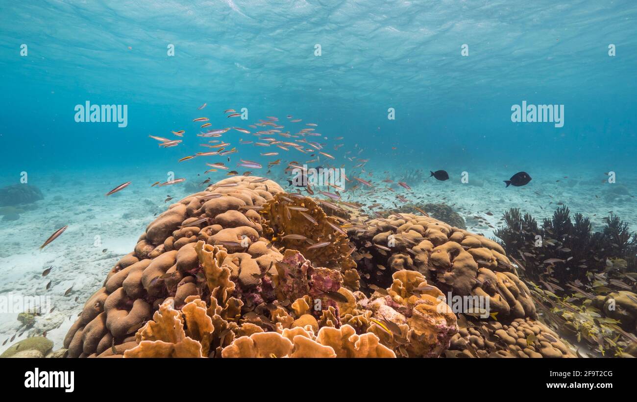 Seascape with fish, coral and sponge in coral reef of Caribbean Sea ...