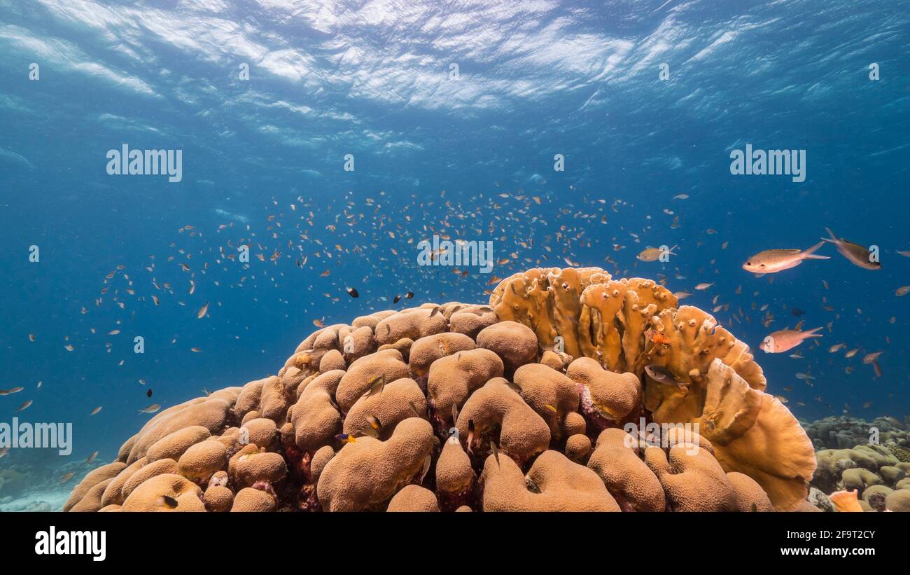 Seascape with fish, coral and sponge in coral reef of Caribbean Sea ...