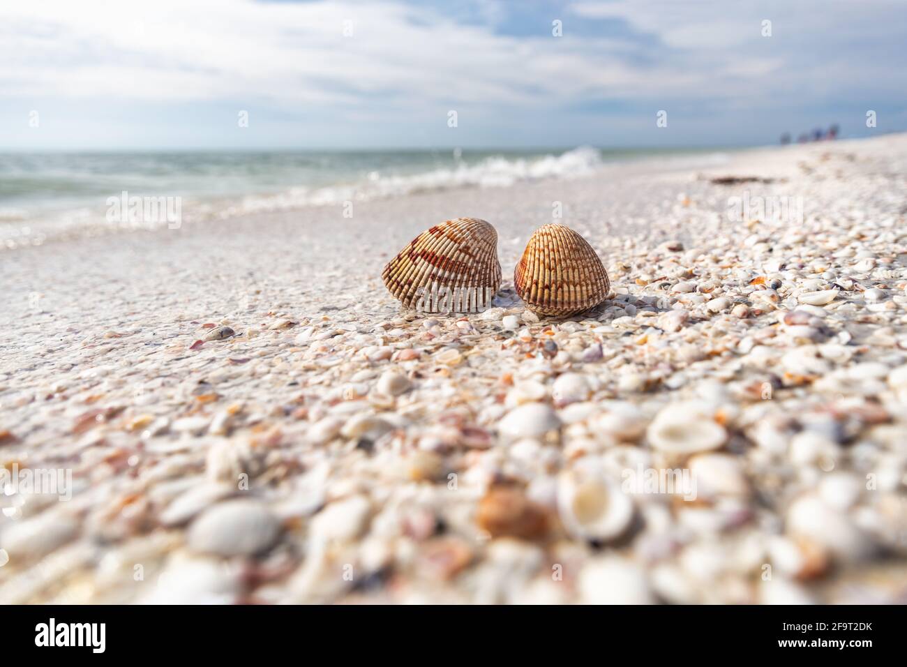 Sanibel island florida and shells hi-res stock photography and images ...