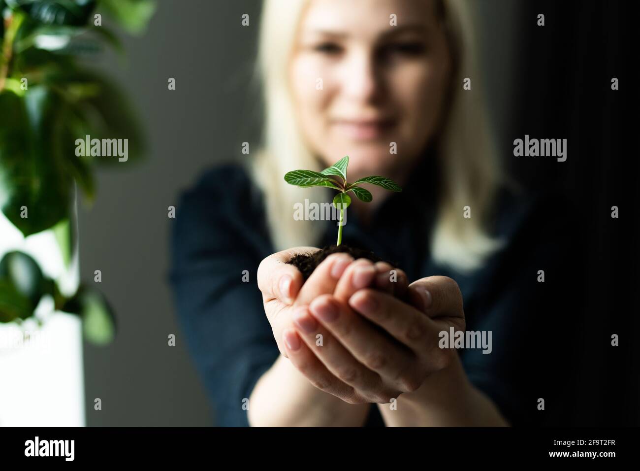 Green plant in the hand, sprout earth Stock Photo - Alamy