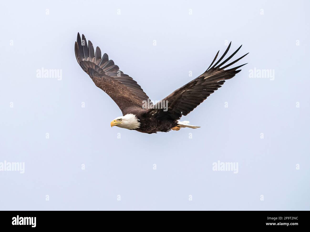 Bald eagle flying close up hi-res stock photography and images - Alamy