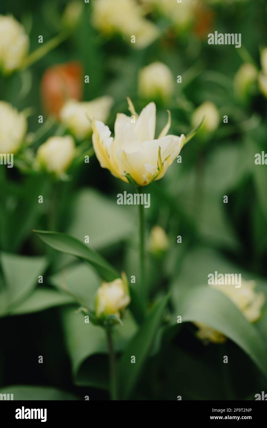 White Valley / Exotic Emperor Tulip flowers Stock Photo - Alamy