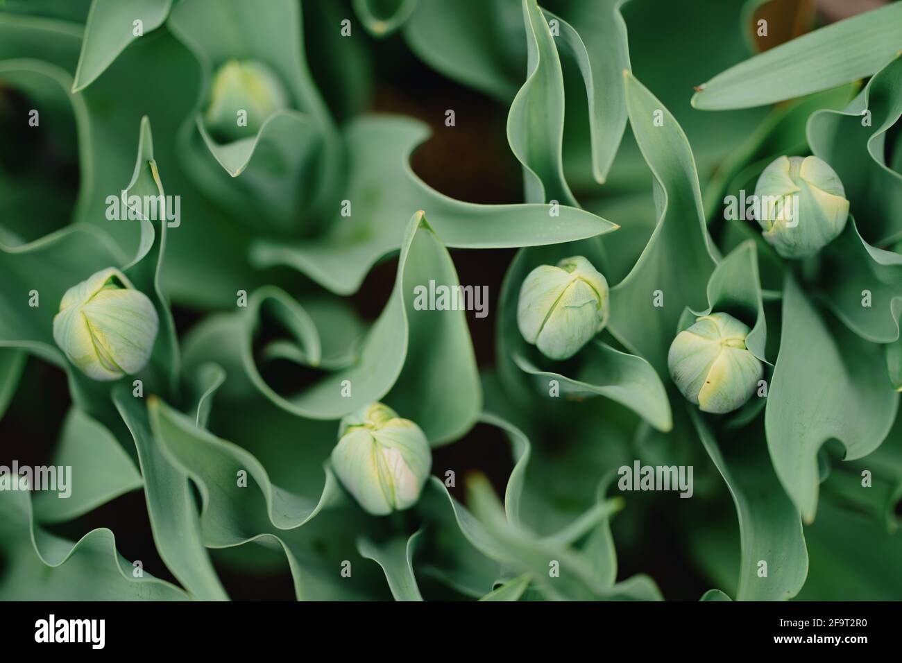 Rare tulip color hi-res stock photography and images - Alamy