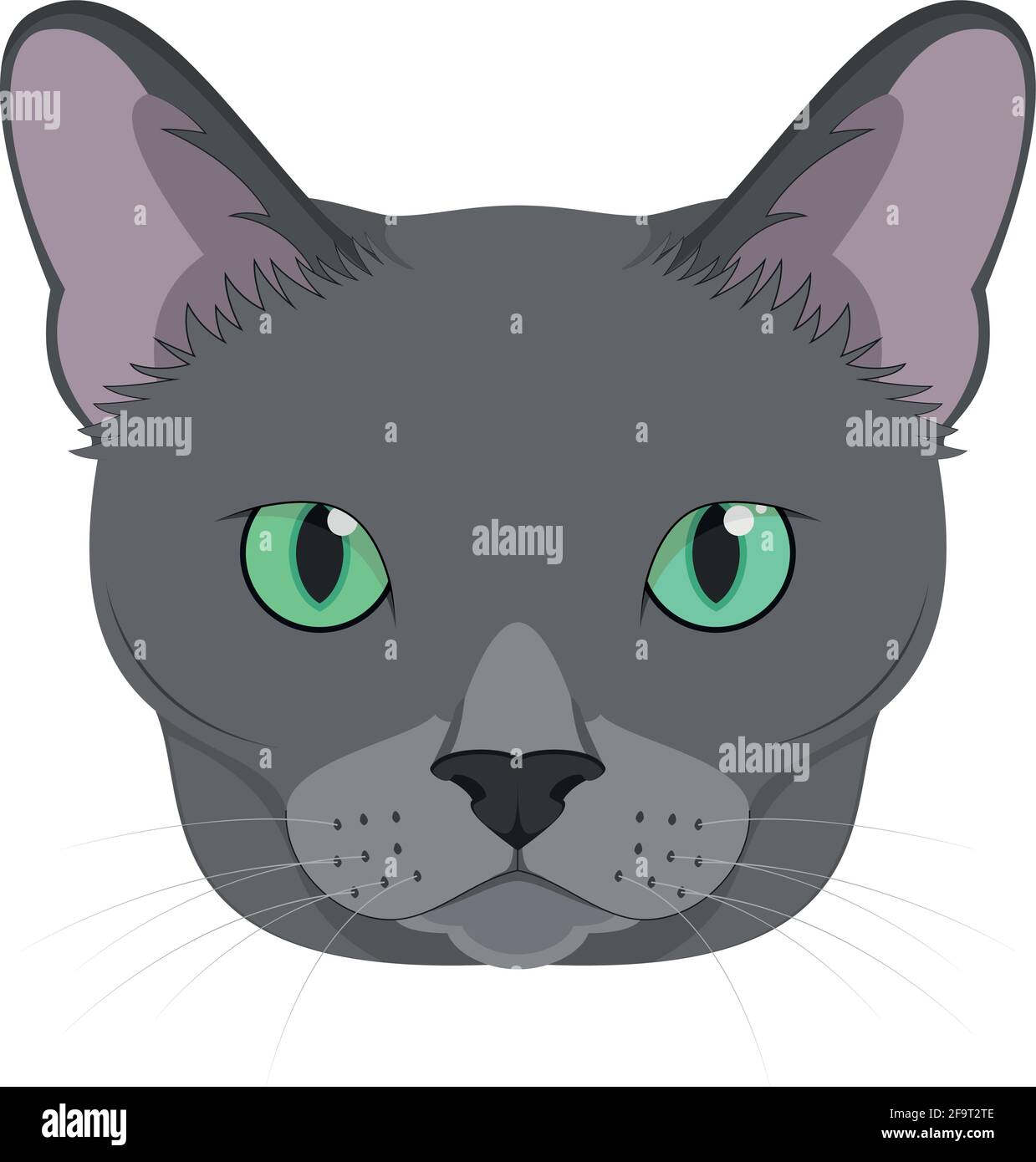 Russian Blue cat isolated on white background vector illustration Stock ...