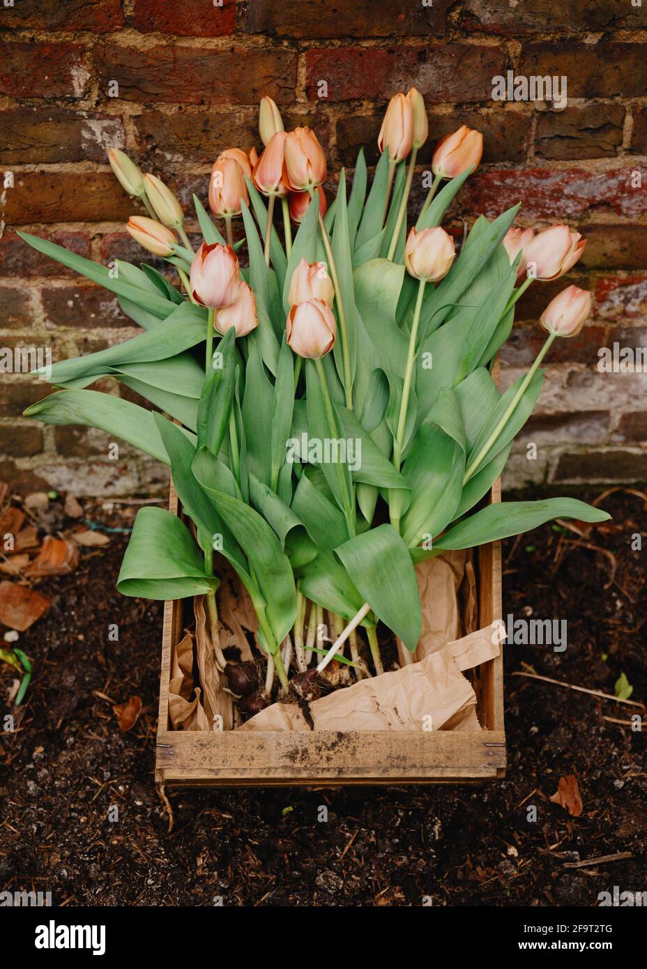 Pink van eijk hi-res stock photography and images - Alamy