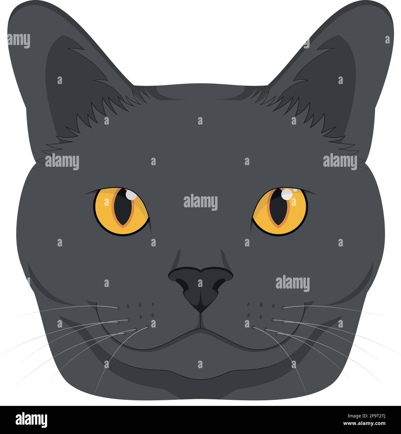 Chartreux cat isolated on white background vector illustration Stock ...