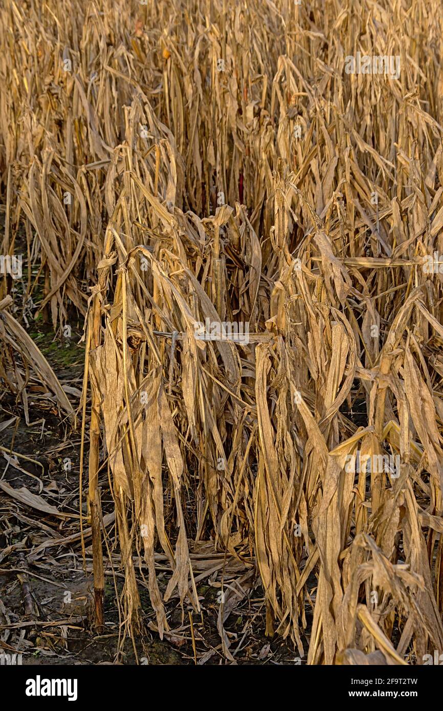 Dried yellow corn plants on a winter field in the Flemish countryside ...