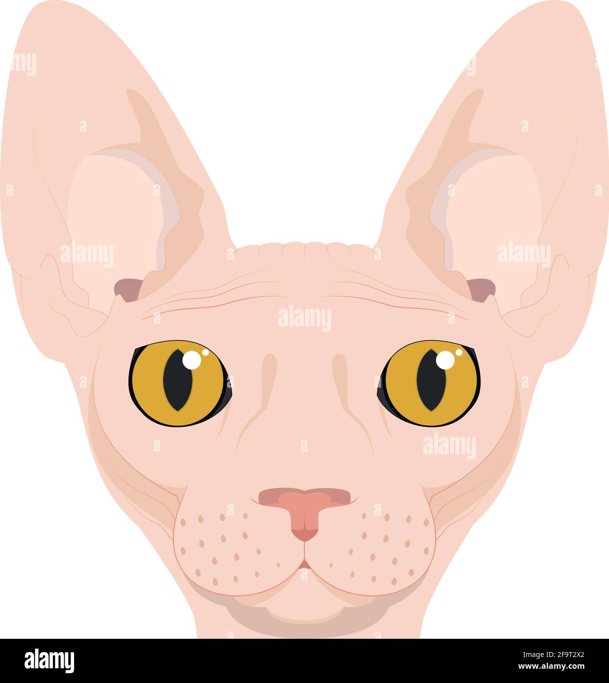 Sphynx cat isolated on white background vector illustration Stock ...