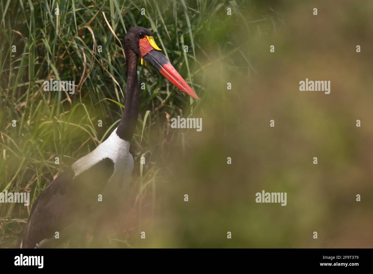 Largest african bird hi-res stock photography and images - Alamy