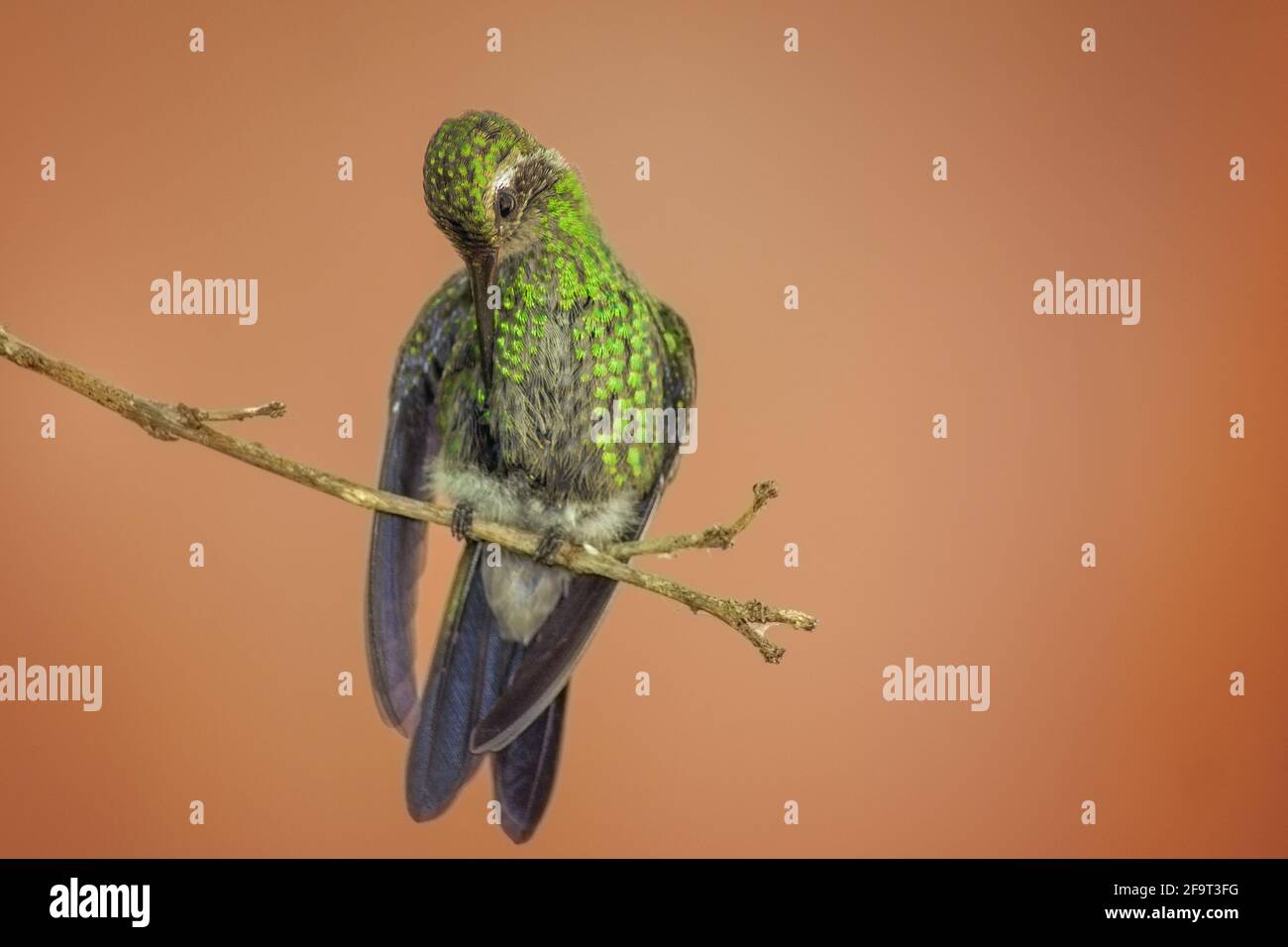 Green bee hummingbird on a twig, looking down with an orange blurred ...