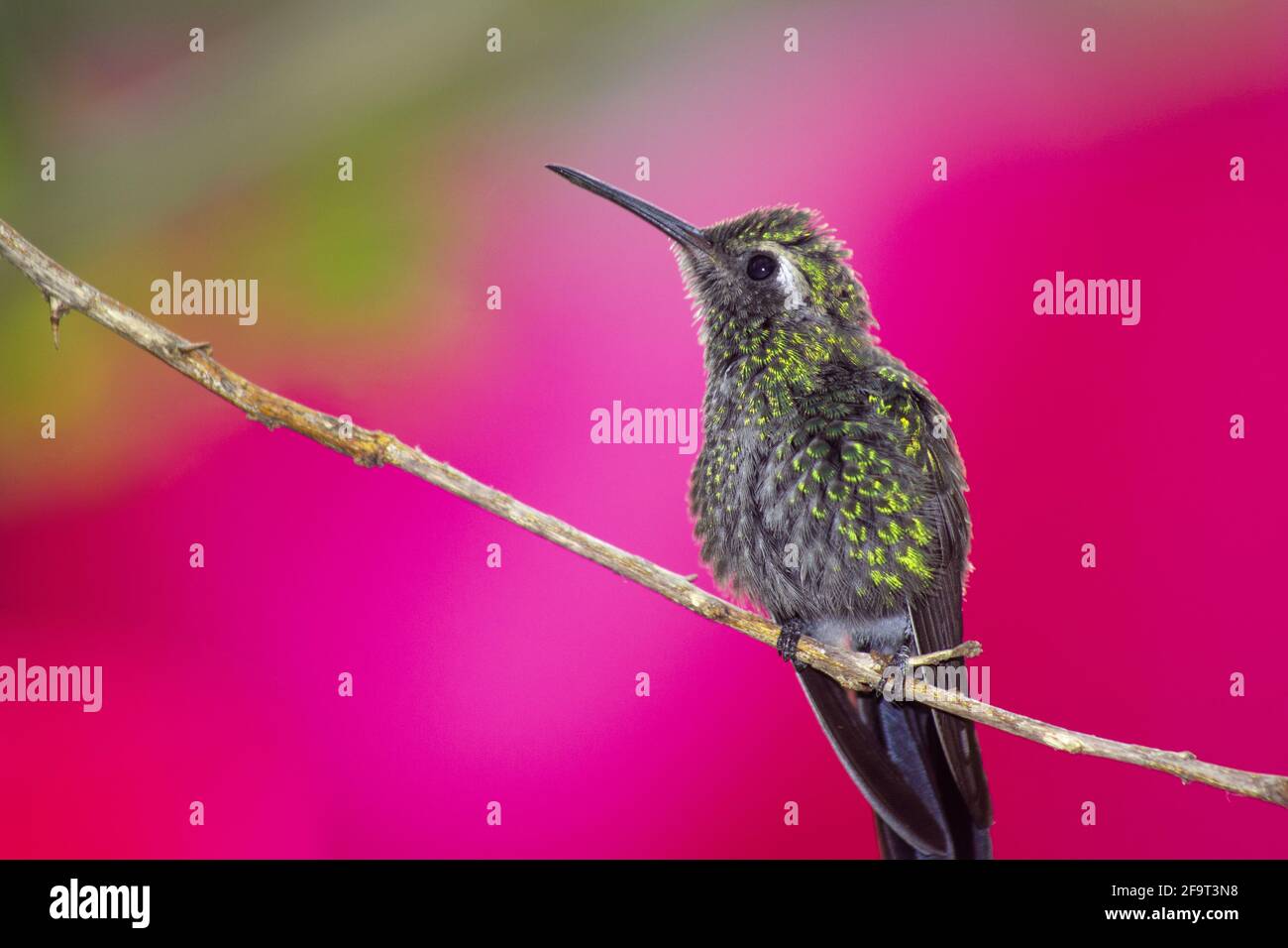 Curious small hummingbird standing on a thin tree branch with a vibrant ...
