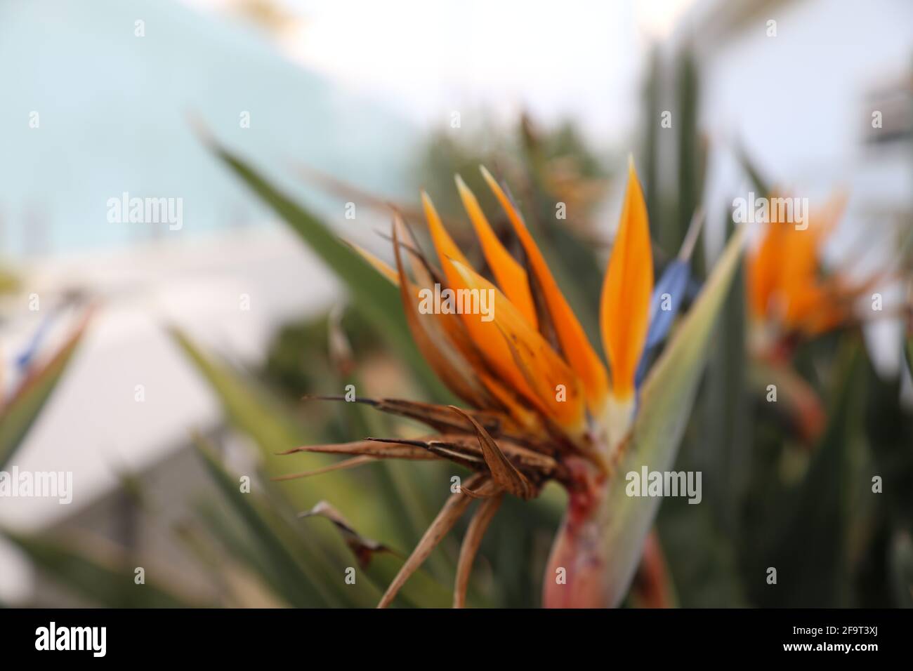 Detailed bird pictures hi-res stock photography and images - Alamy