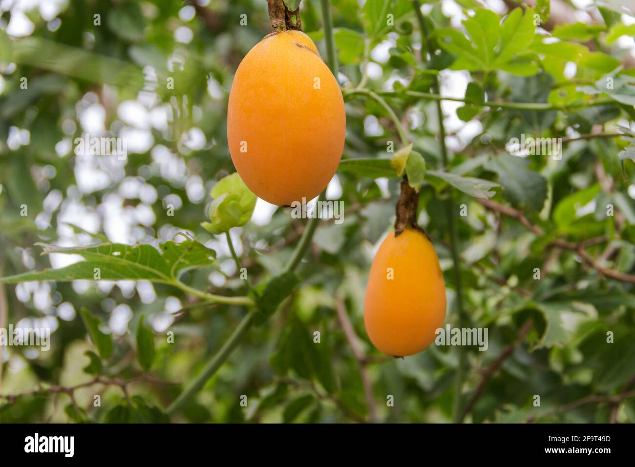 ripe fruits of passion fruit or passiflora on the plant Stock Photo - Alamy