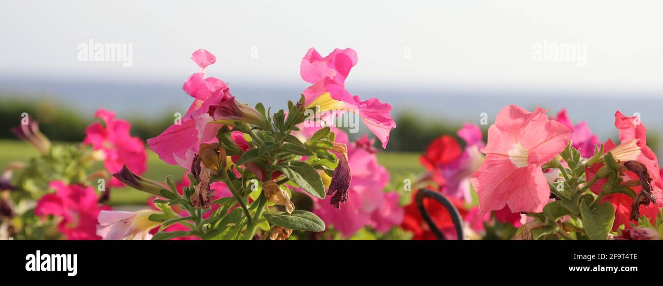 Cyprus wildflowers hi-res stock photography and images - Alamy