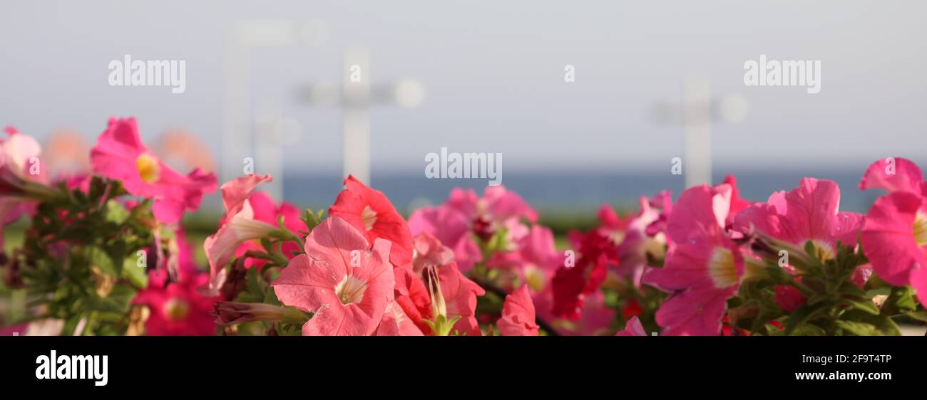Pink mallow wildflowers in natural environment with sea background ...