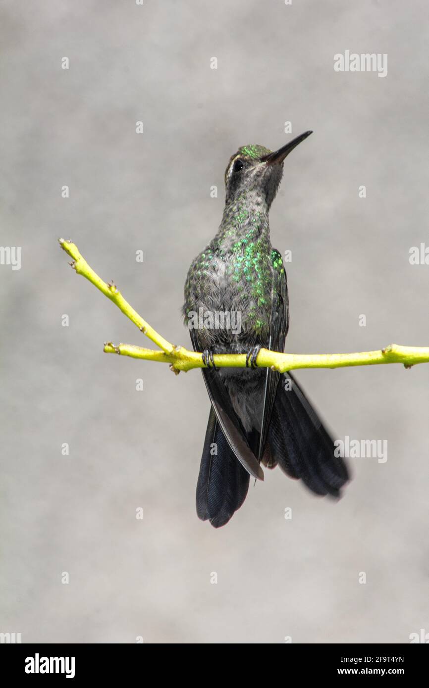 Vertical shot of a hummingbird perched on a tree branch Stock Photo - Alamy