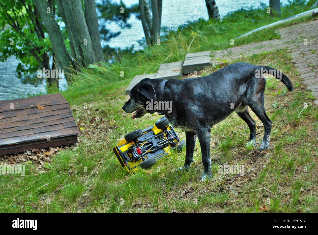 Dog playing with attacking and biting a remote control car Stock Photo ...