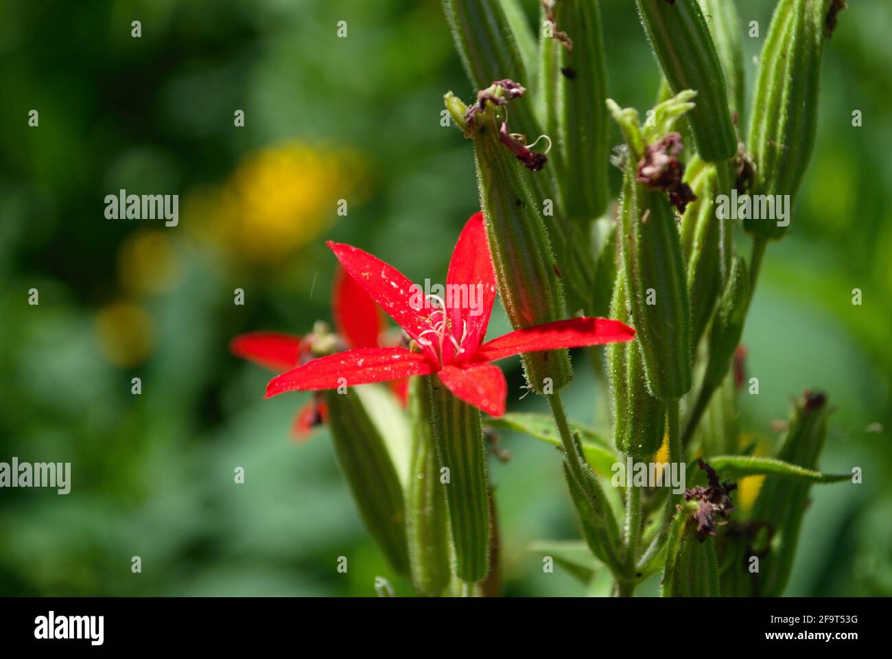 Leopard lily hi-res stock photography and images - Alamy