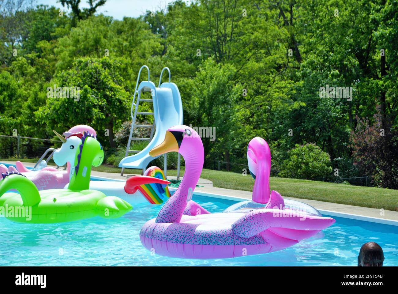 pink flamingo inflatable floating in a backyard swimming pool Stock ...