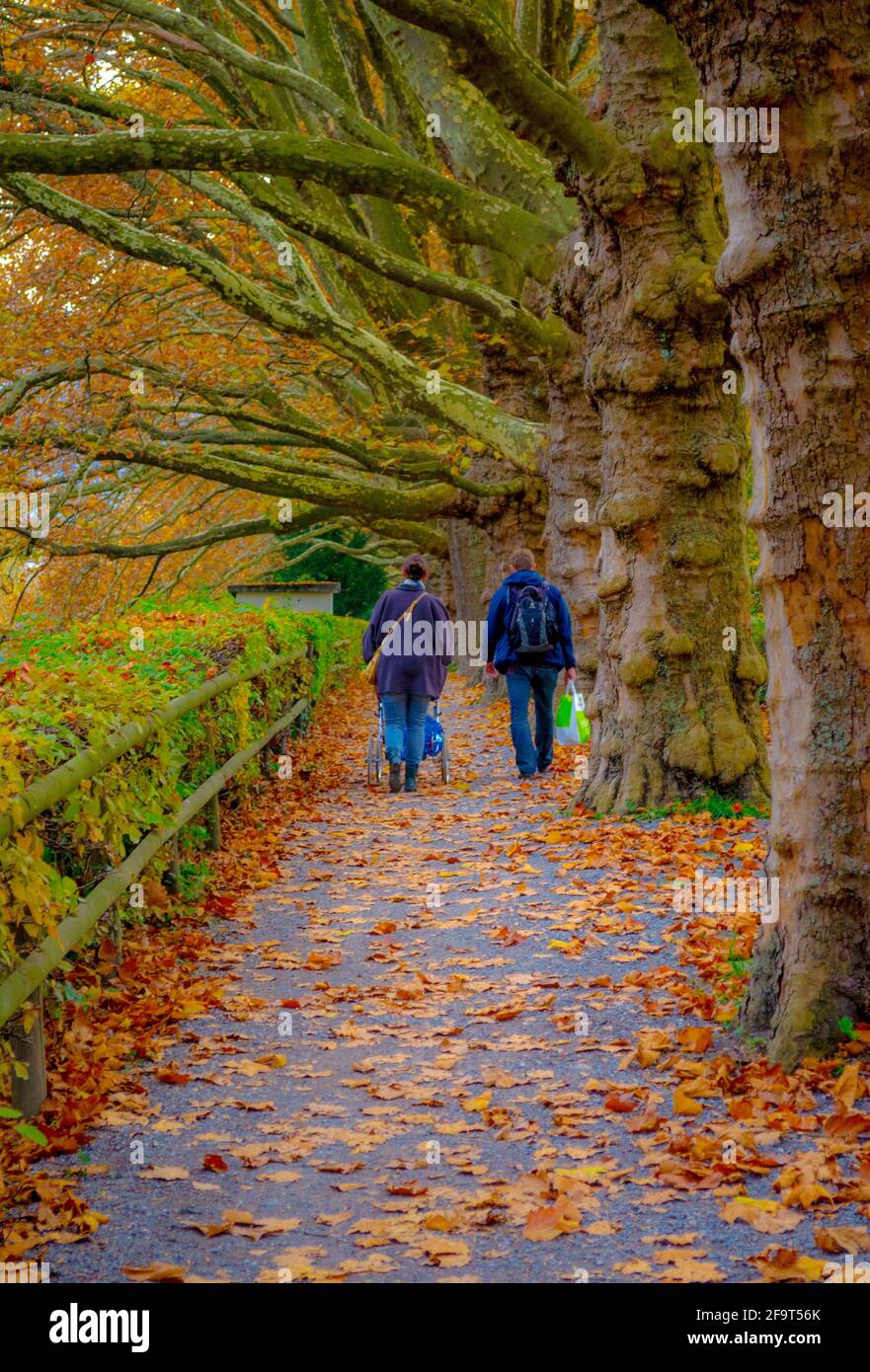 Beautiful romantic alley in the forest with colorful trees in zurich ...