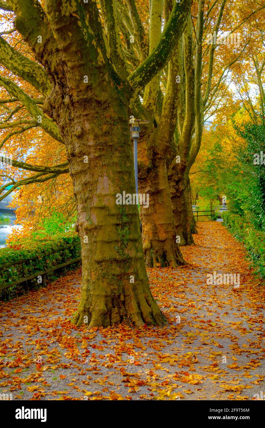 Beautiful romantic alley in the forest with colorful trees in zurich ...