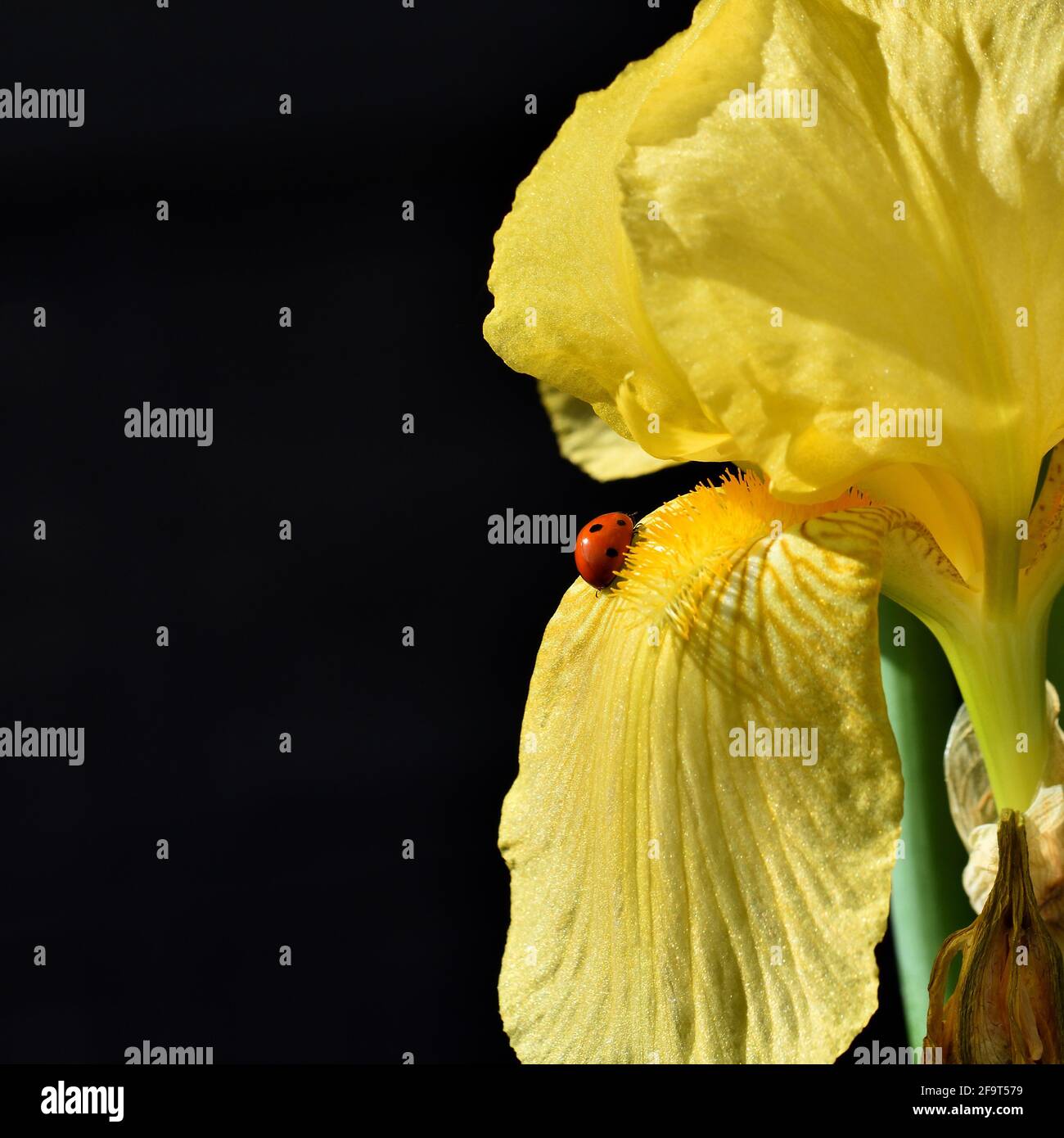 Wallpaper iris hi-res stock photography and images - Alamy