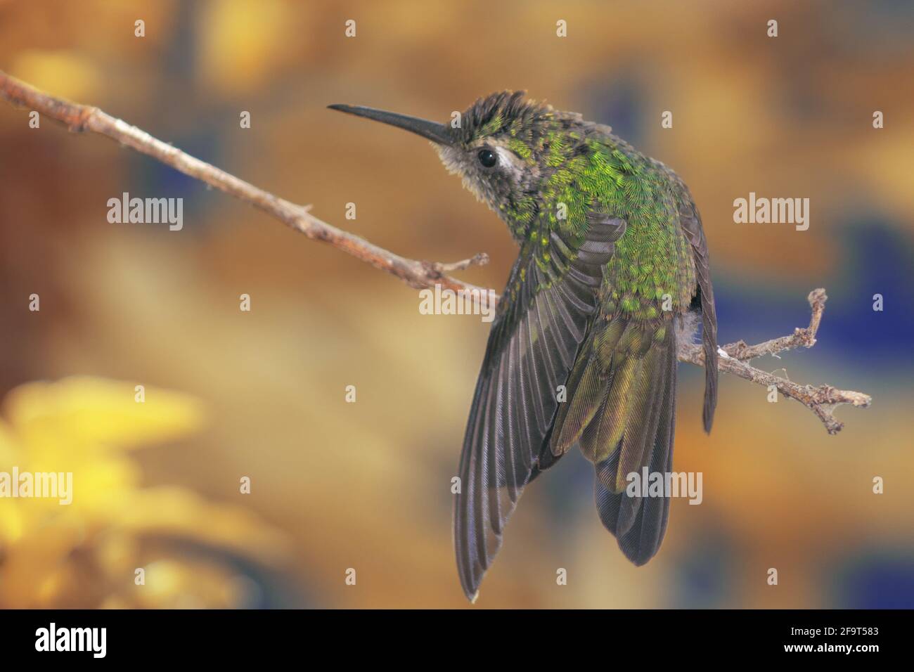 Green bee hummingbird with spread wings on a tiny branch Stock Photo ...