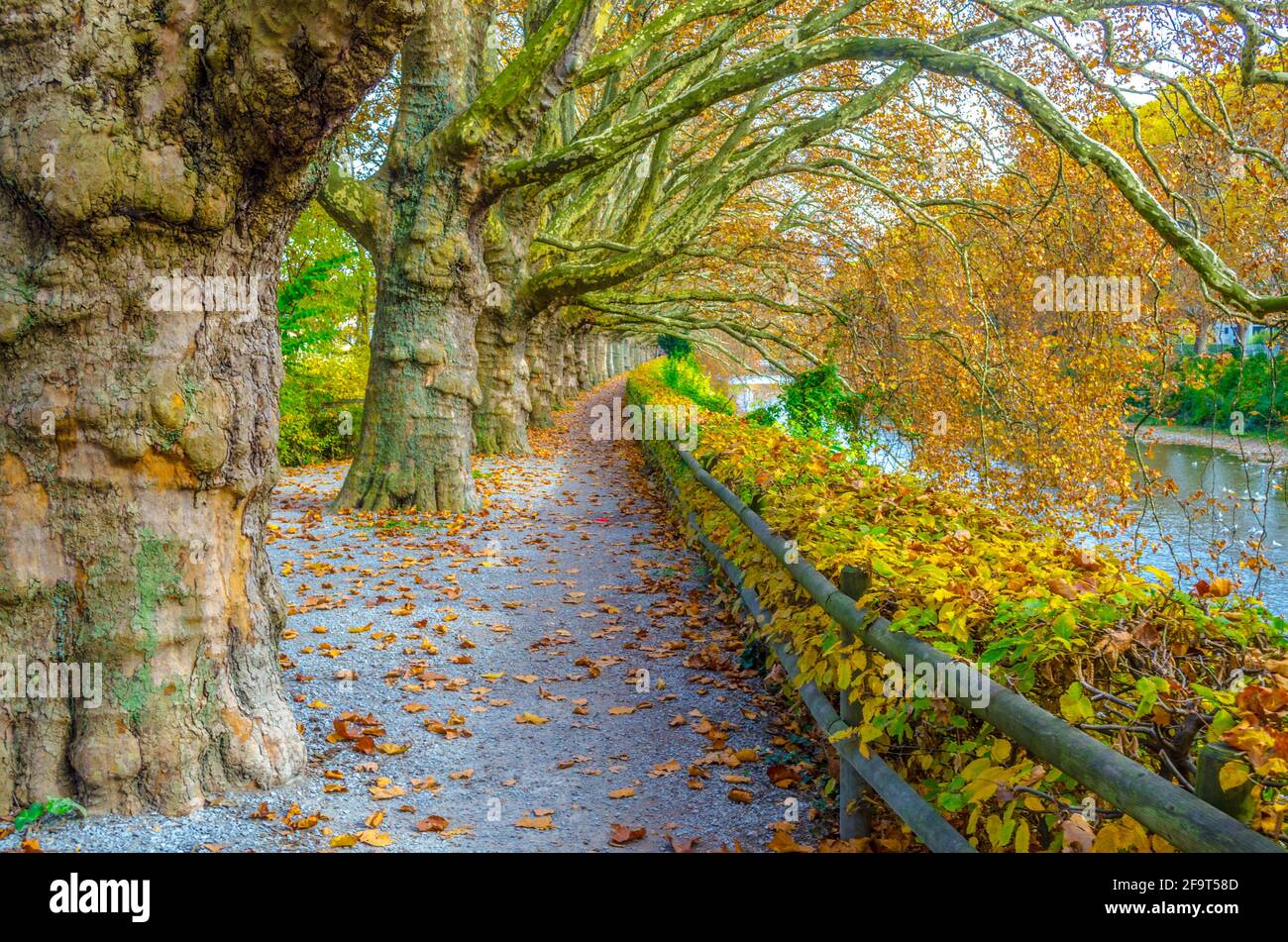 Beautiful romantic alley in the forest with colorful trees in zurich ...