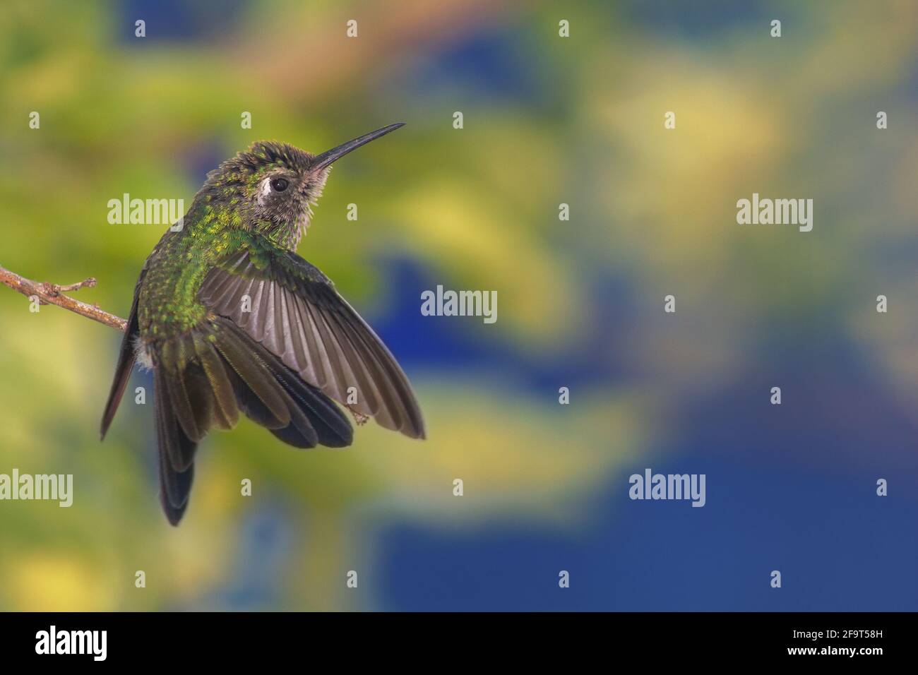 Closeup shot of a hummingbird perched on a tree branch on a blurred ...