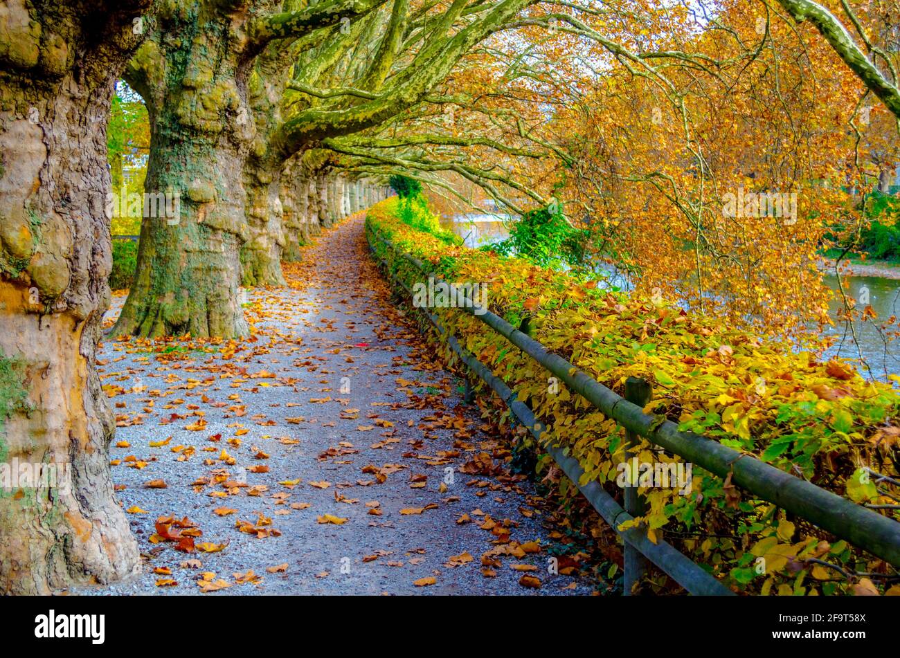 Beautiful romantic alley in the forest with colorful trees in zurich ...